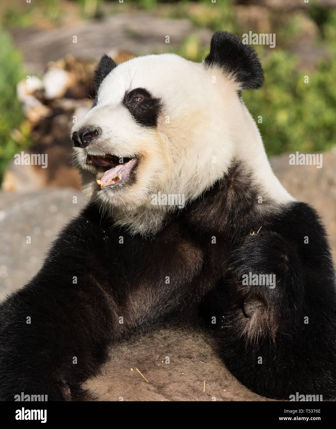 Giant panda, Ailuropoda melanoleuca, or Panda Bear. Close up of giant ...