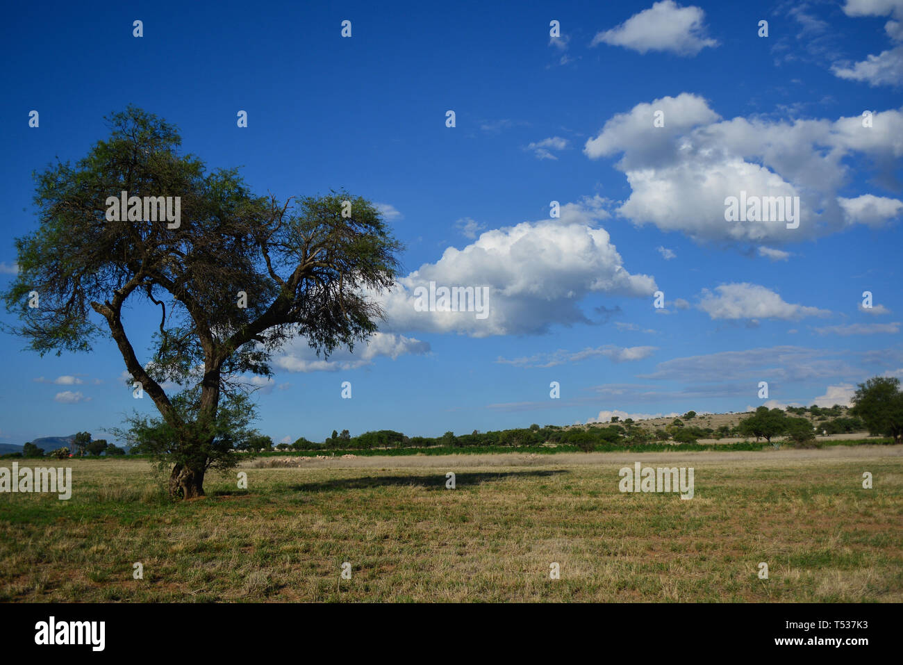 Tree in the road Stock Photo - Alamy