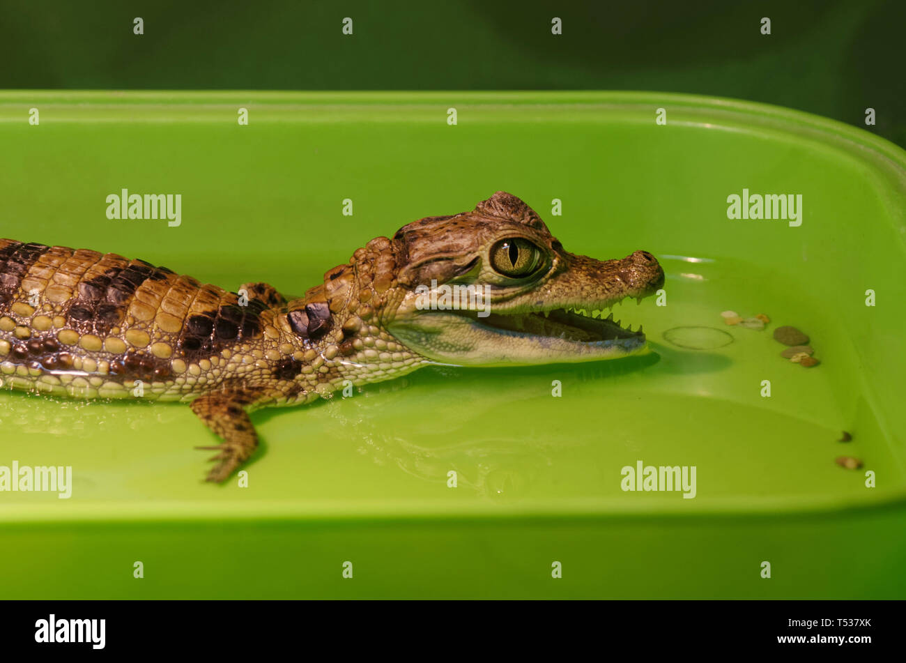 The little crocodile cub smiles in the water. Portrait - close-up ...