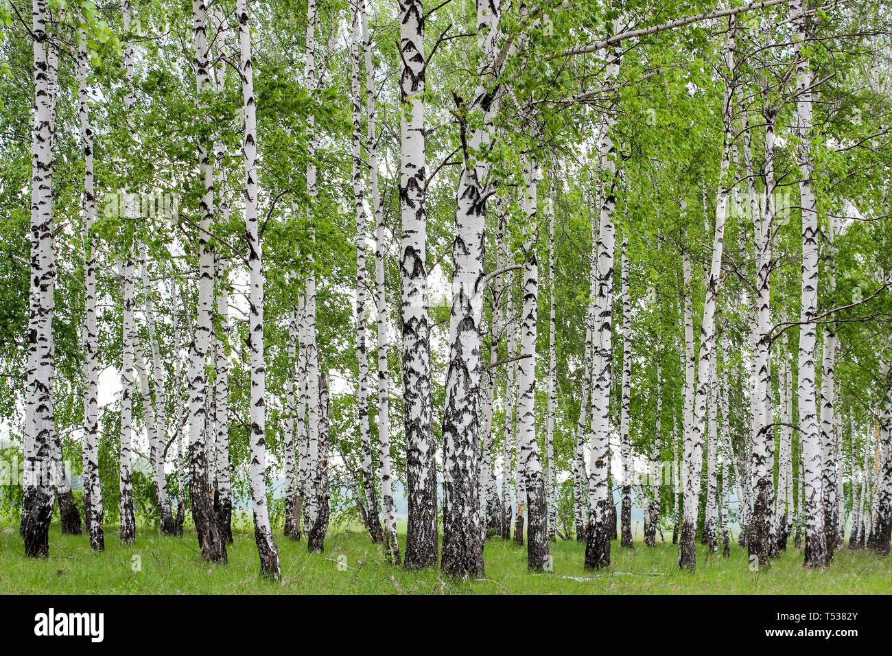 White house in verdant landscape hi-res stock photography and images ...