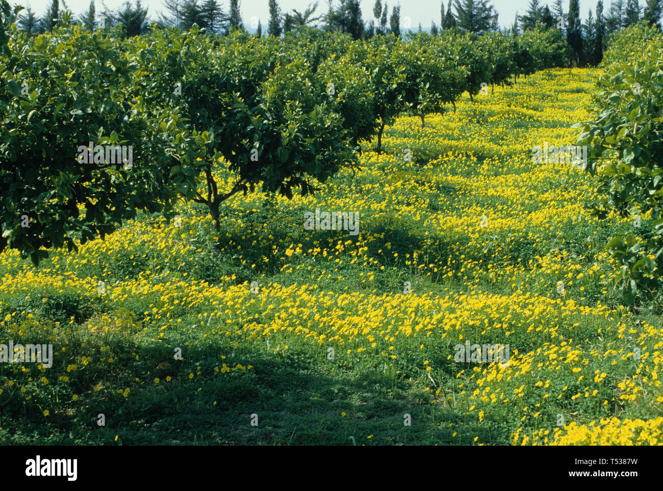 citrus plants, agrigento, sicilia (sicily), italy Stock Photo - Alamy