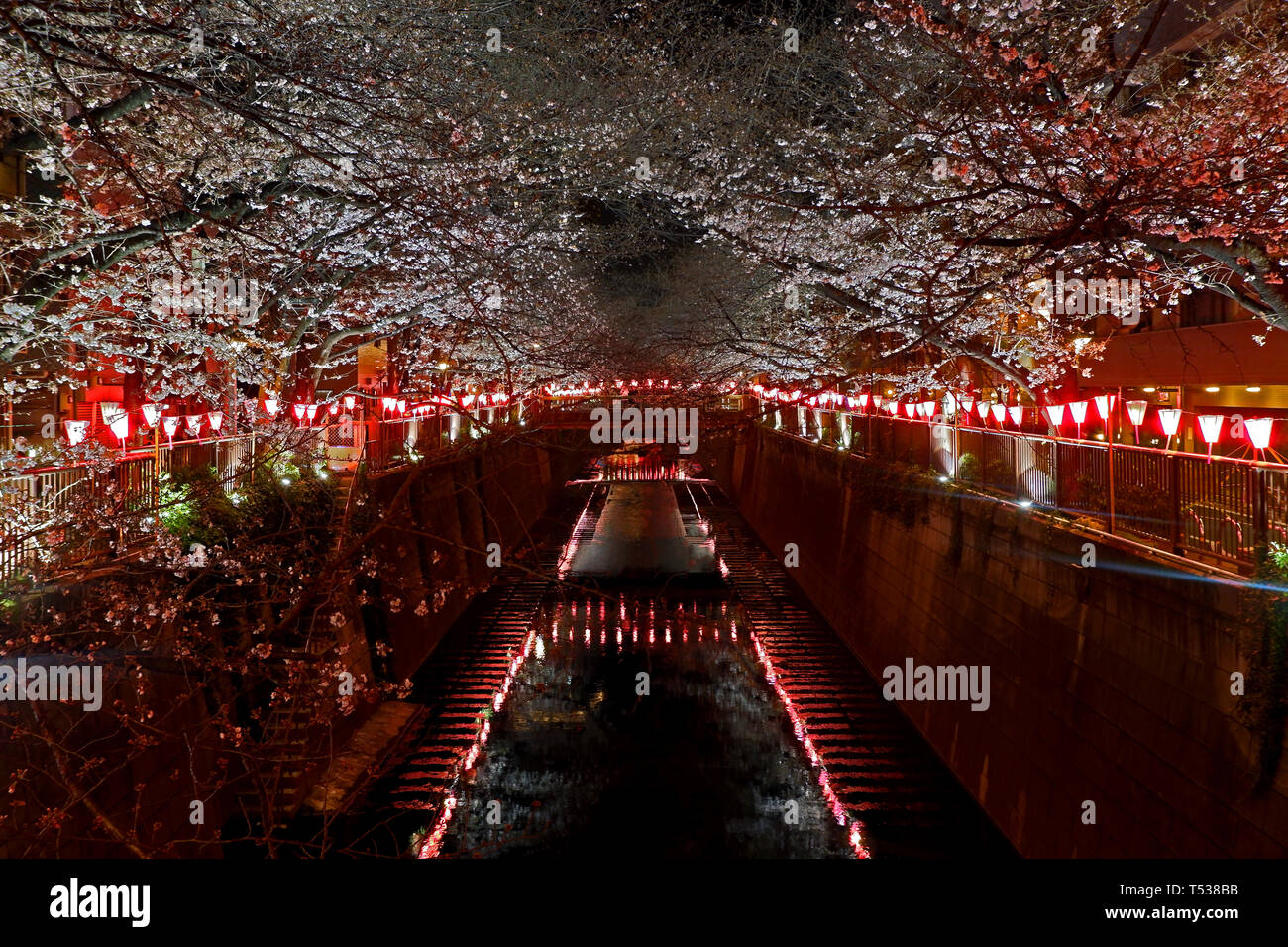 Beauty of the night flower hi-res stock photography and images - Alamy