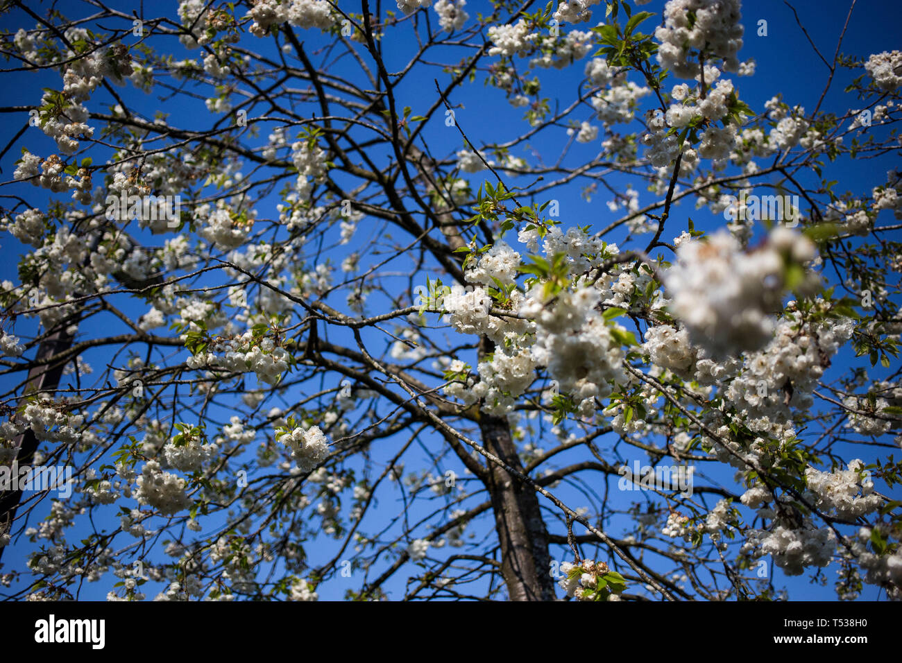 Heelands hi-res stock photography and images - Alamy