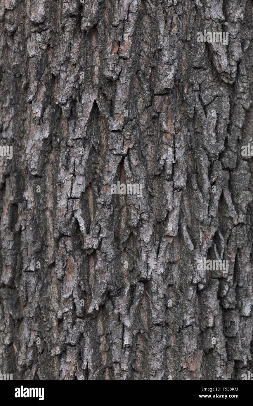 close up of oak tree trunk Stock Photo - Alamy