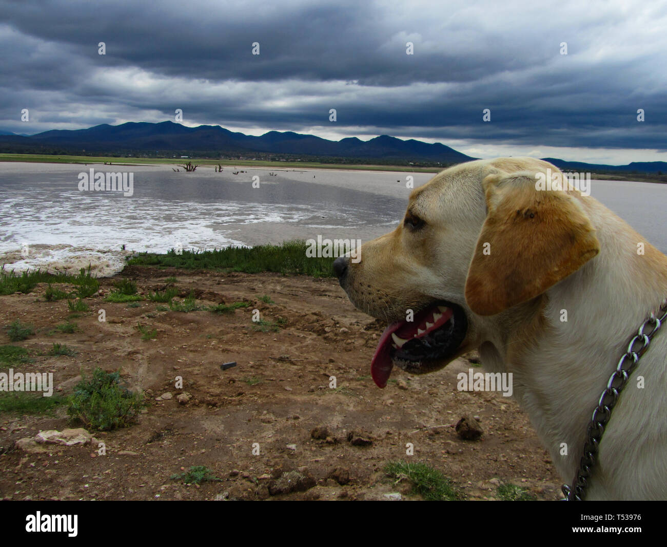 animals in the country Stock Photo - Alamy