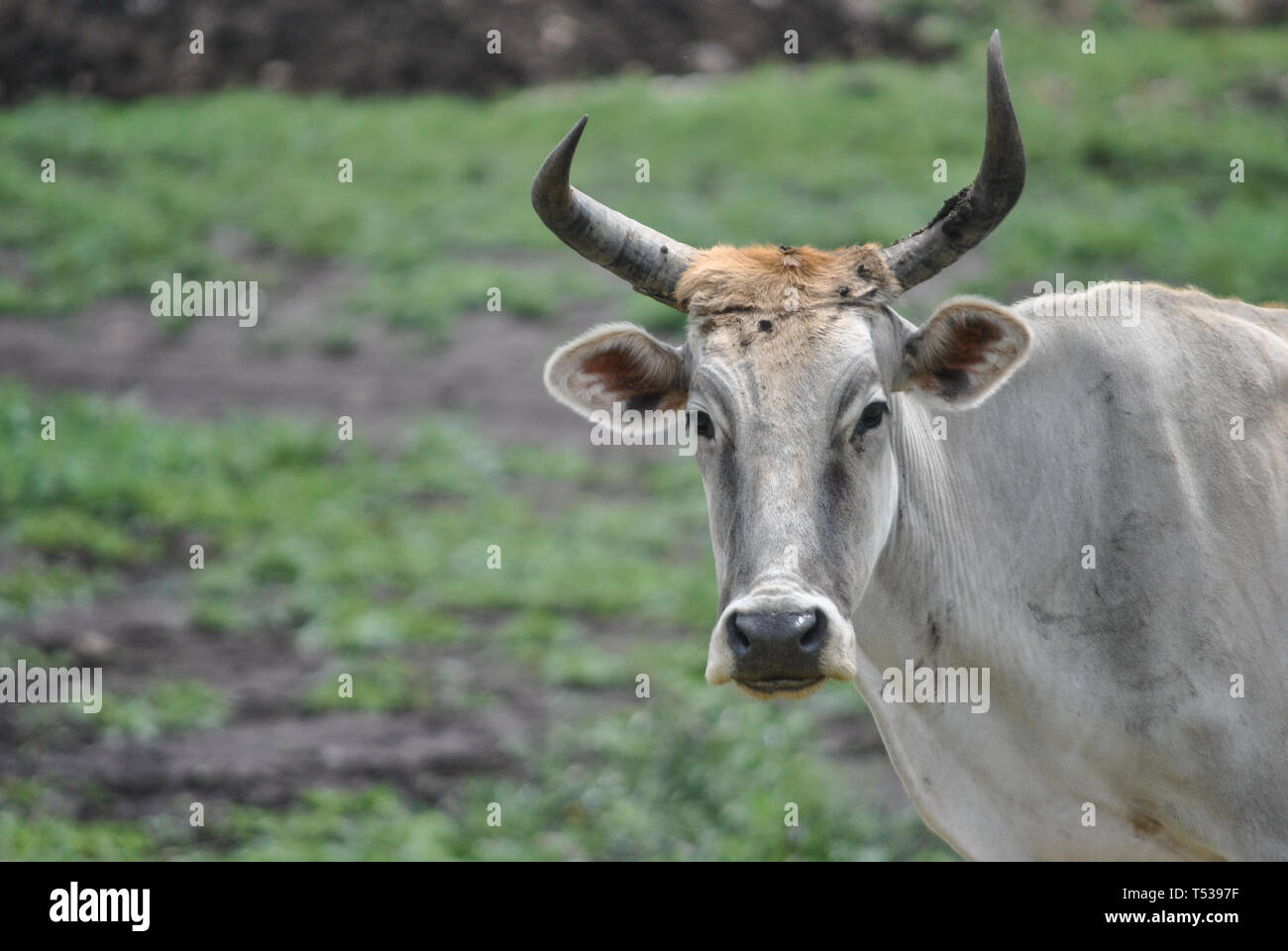 animals in the country Stock Photo - Alamy