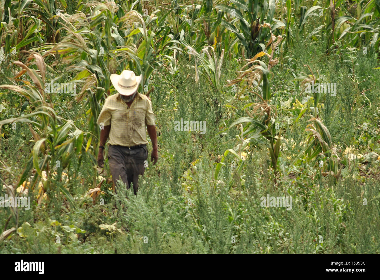hard work day Stock Photo - Alamy