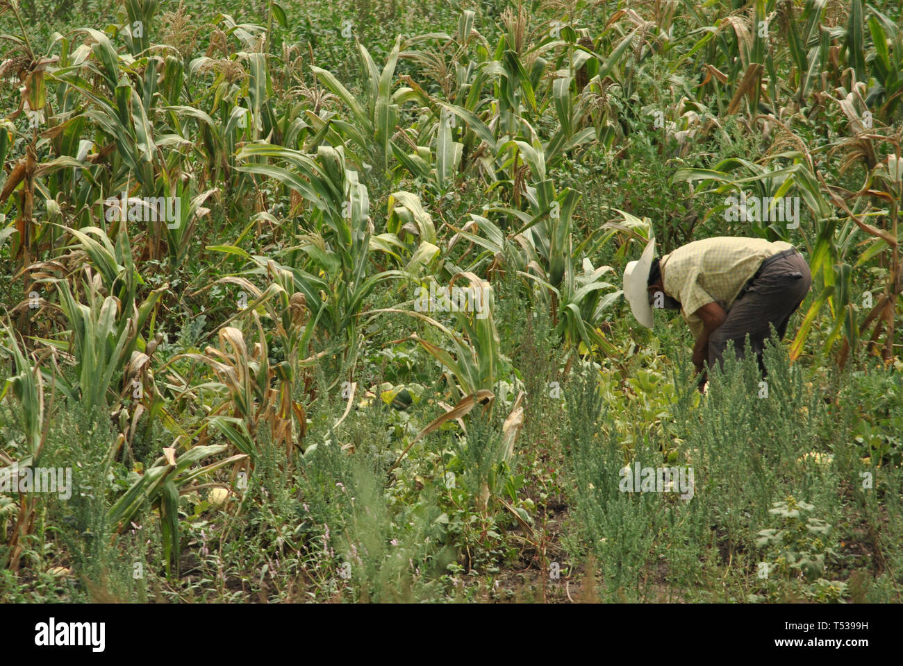 hard work day Stock Photo - Alamy