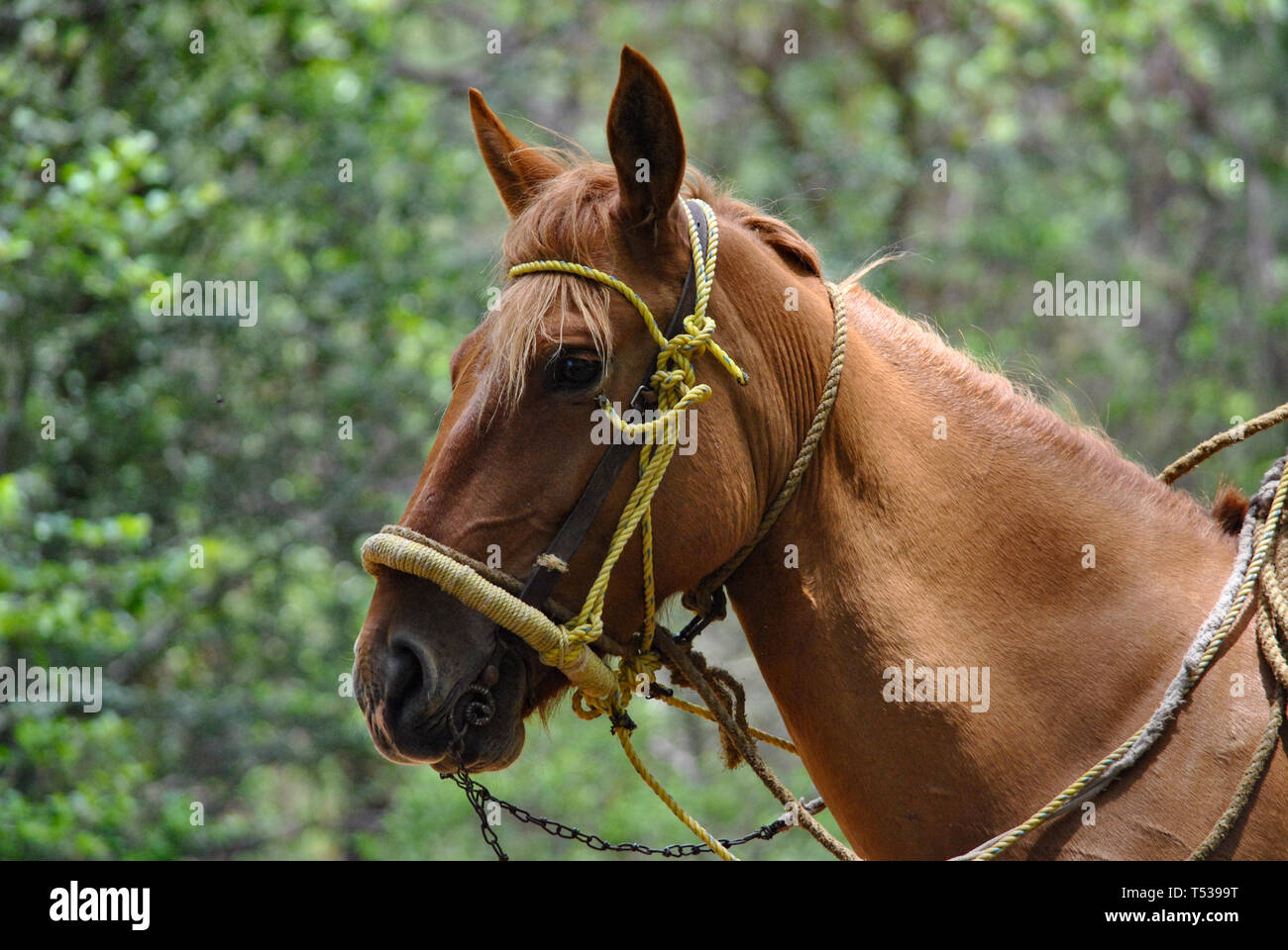 animals in the country Stock Photo - Alamy