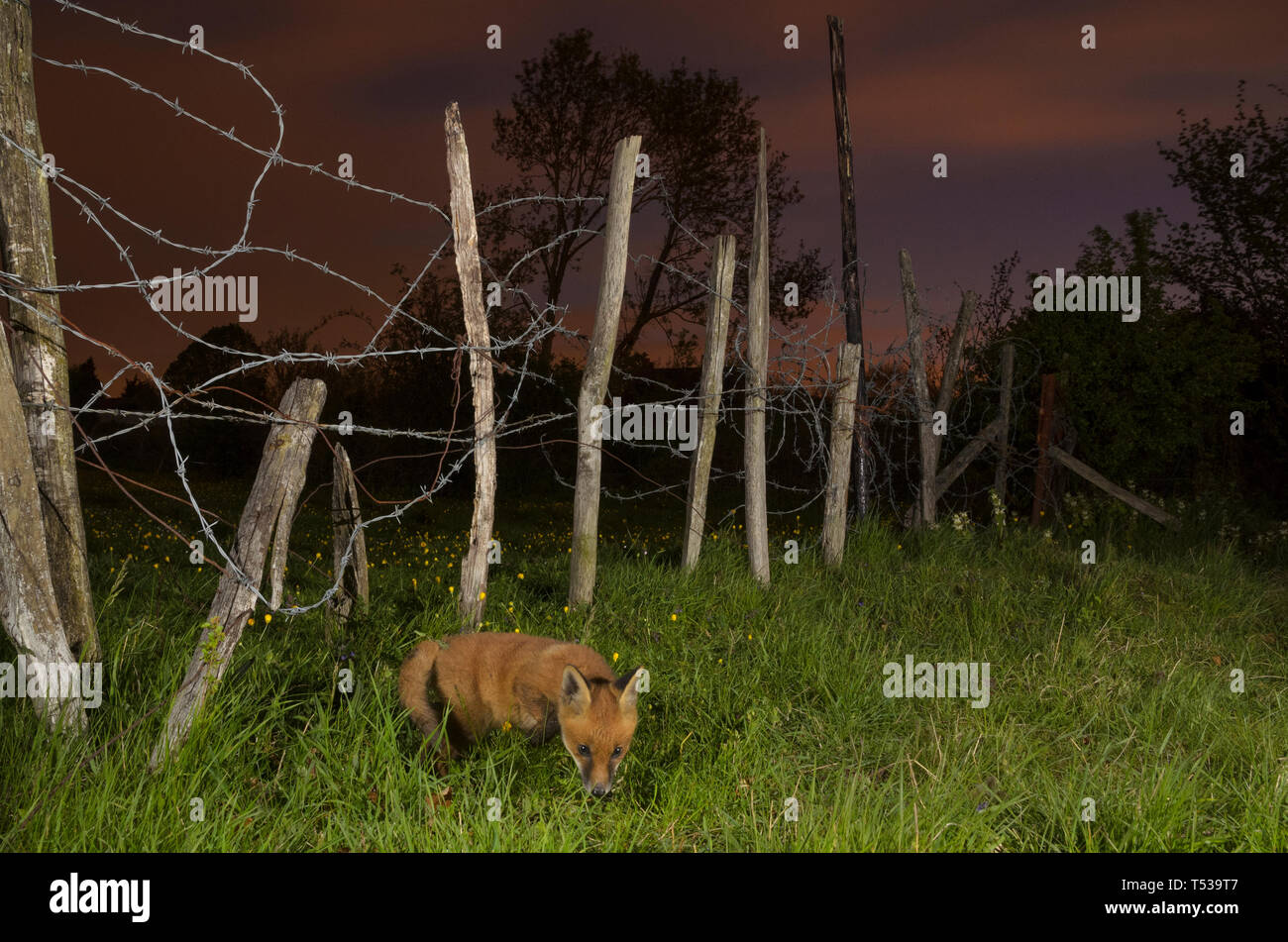 Red fox (Vulpes vulpes) Kent, UK. A Family of foxes living on a railway ...