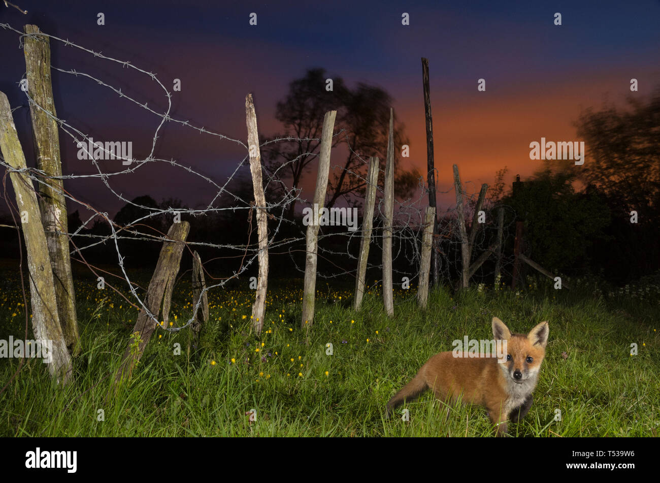 Red fox (Vulpes vulpes) Kent, UK. A Family of foxes living on a railway ...
