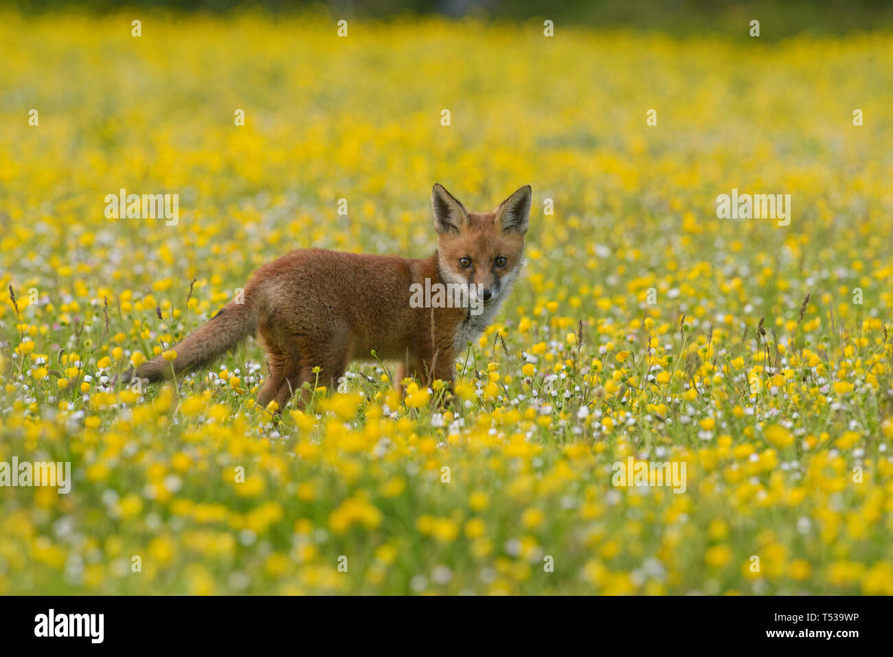 Railway fox hunting hi-res stock photography and images - Alamy