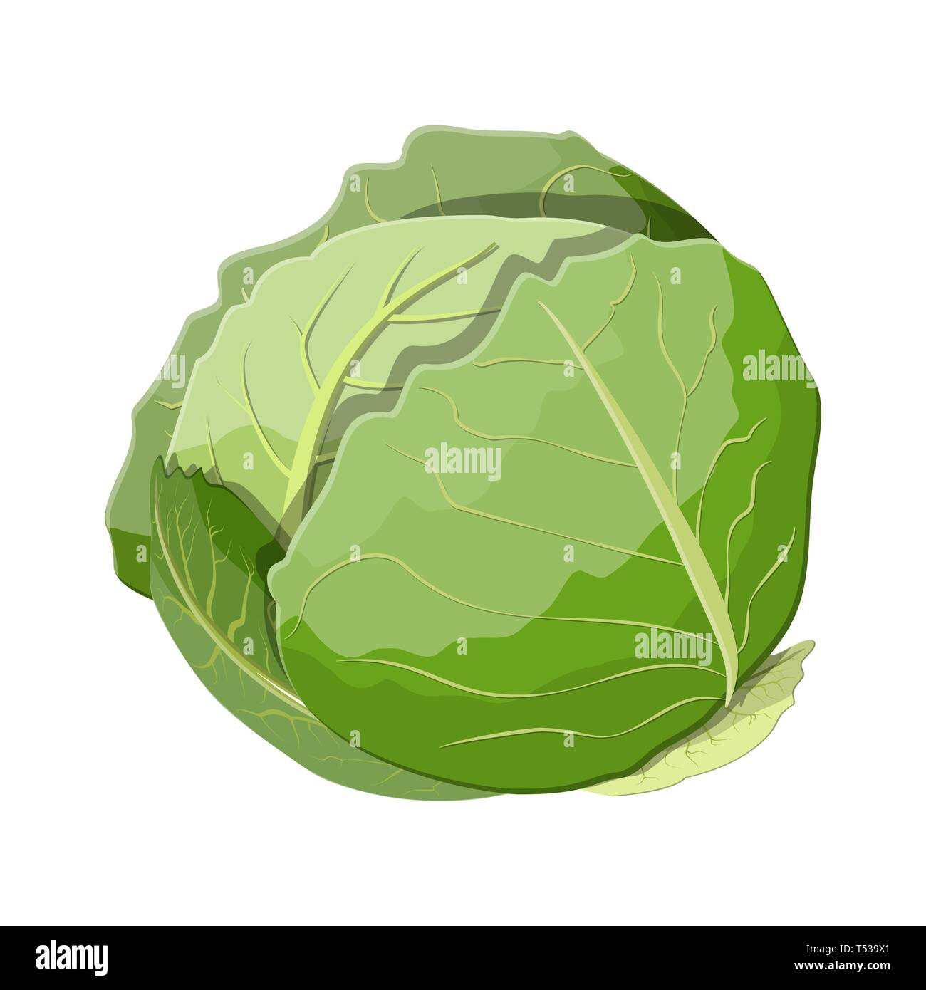 Fresh cabbage with green leaves. Cabbage isolated on white background ...