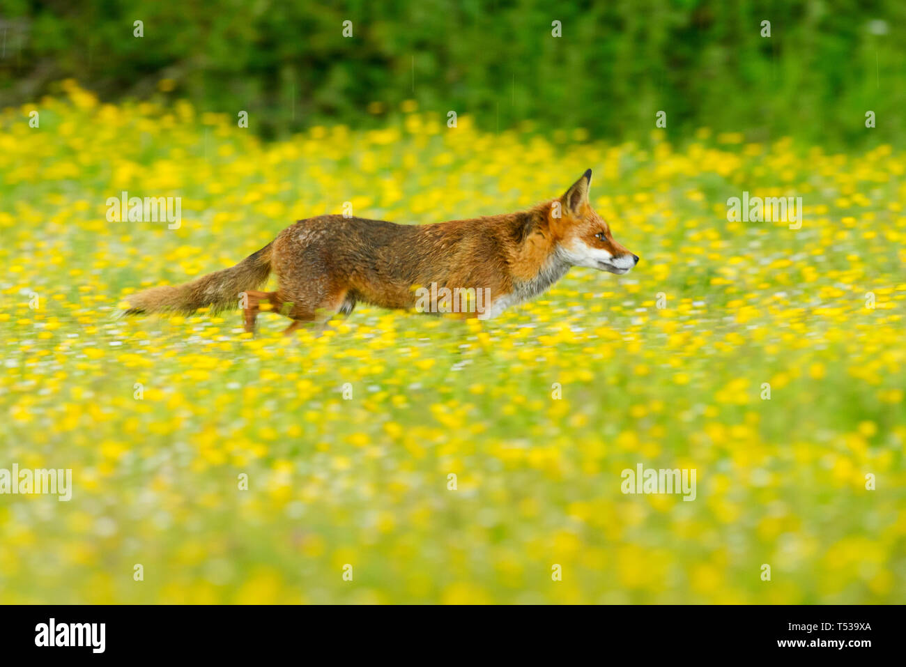Railway fox hunting hi-res stock photography and images - Alamy