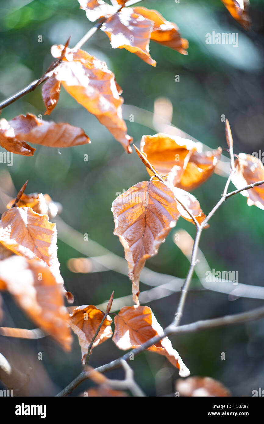 Dead beech tree hi-res stock photography and images - Alamy