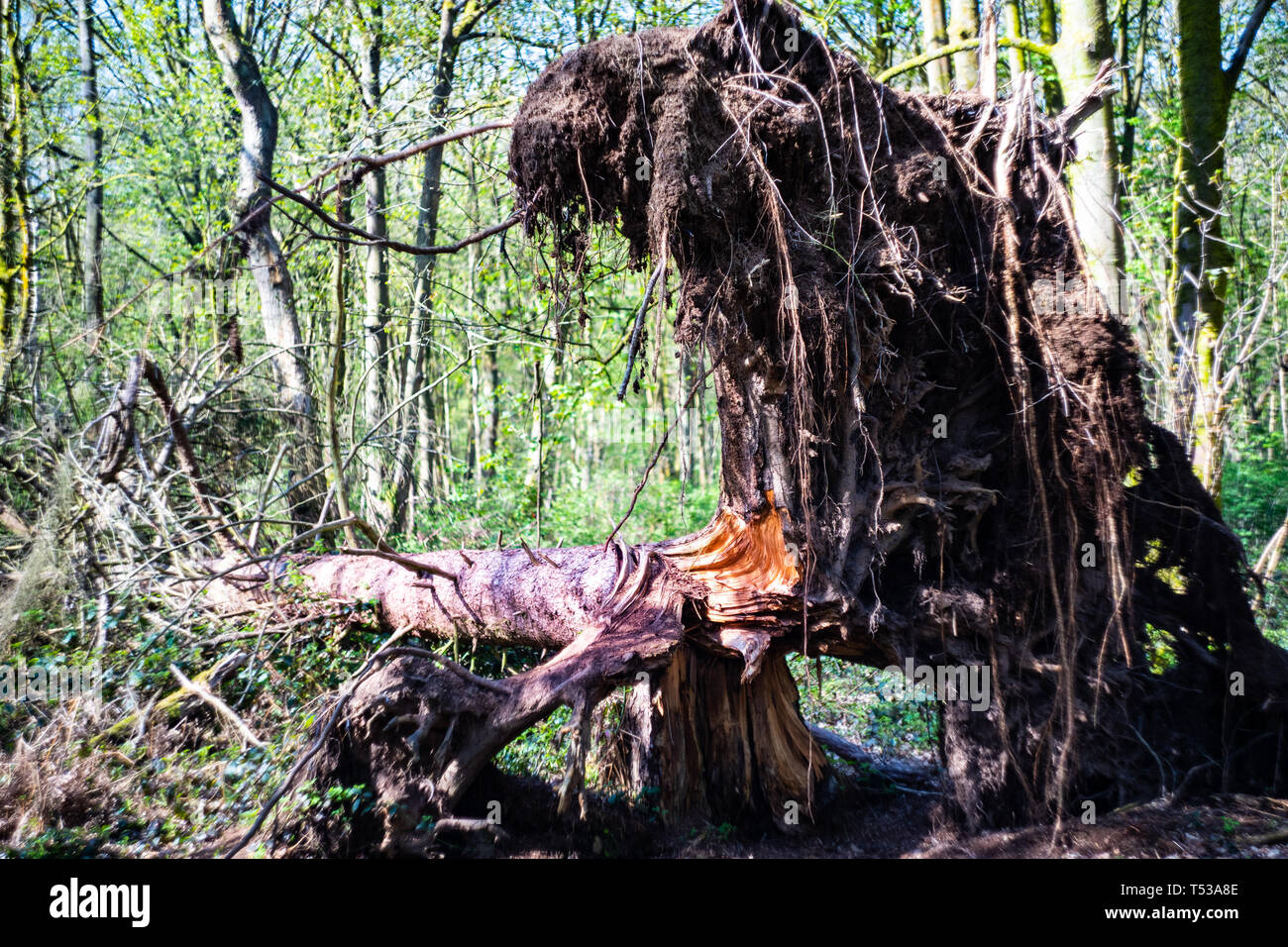 Fallen tree roots hi-res stock photography and images - Alamy