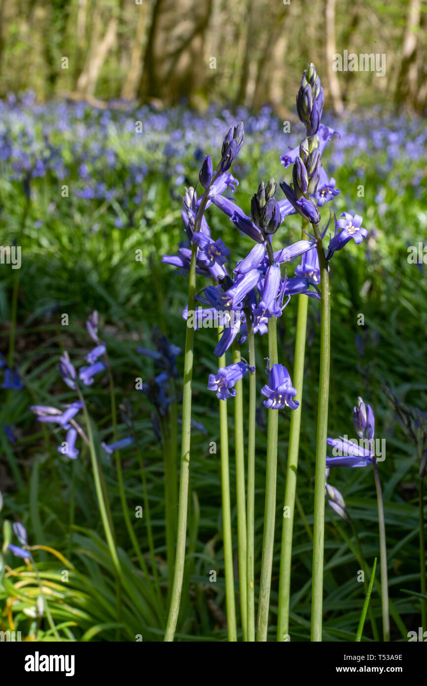 English bluebell / Common bluebell (Hyacinthoides non-scripta) in a ...