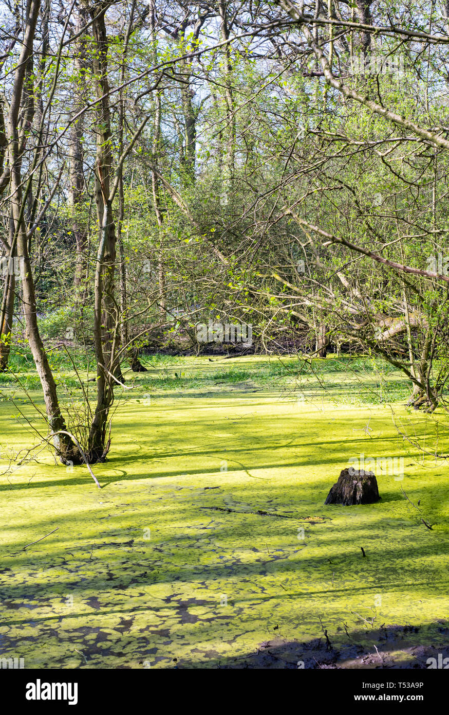 Stagnant pond in a wood, UK. Green algae or duckweed growing on the ...