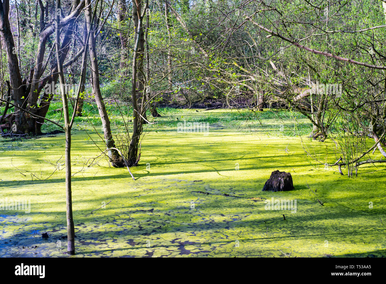 Stagnant pond in a wood, UK. Green algae or duckweed growing on the ...