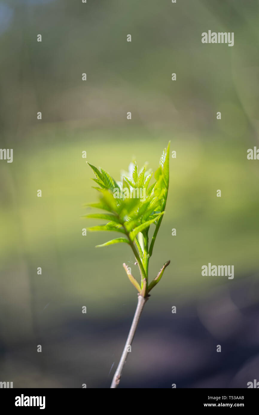 Young leaves of an Ash tree (Fraxinus excelsior), recently emerged in ...