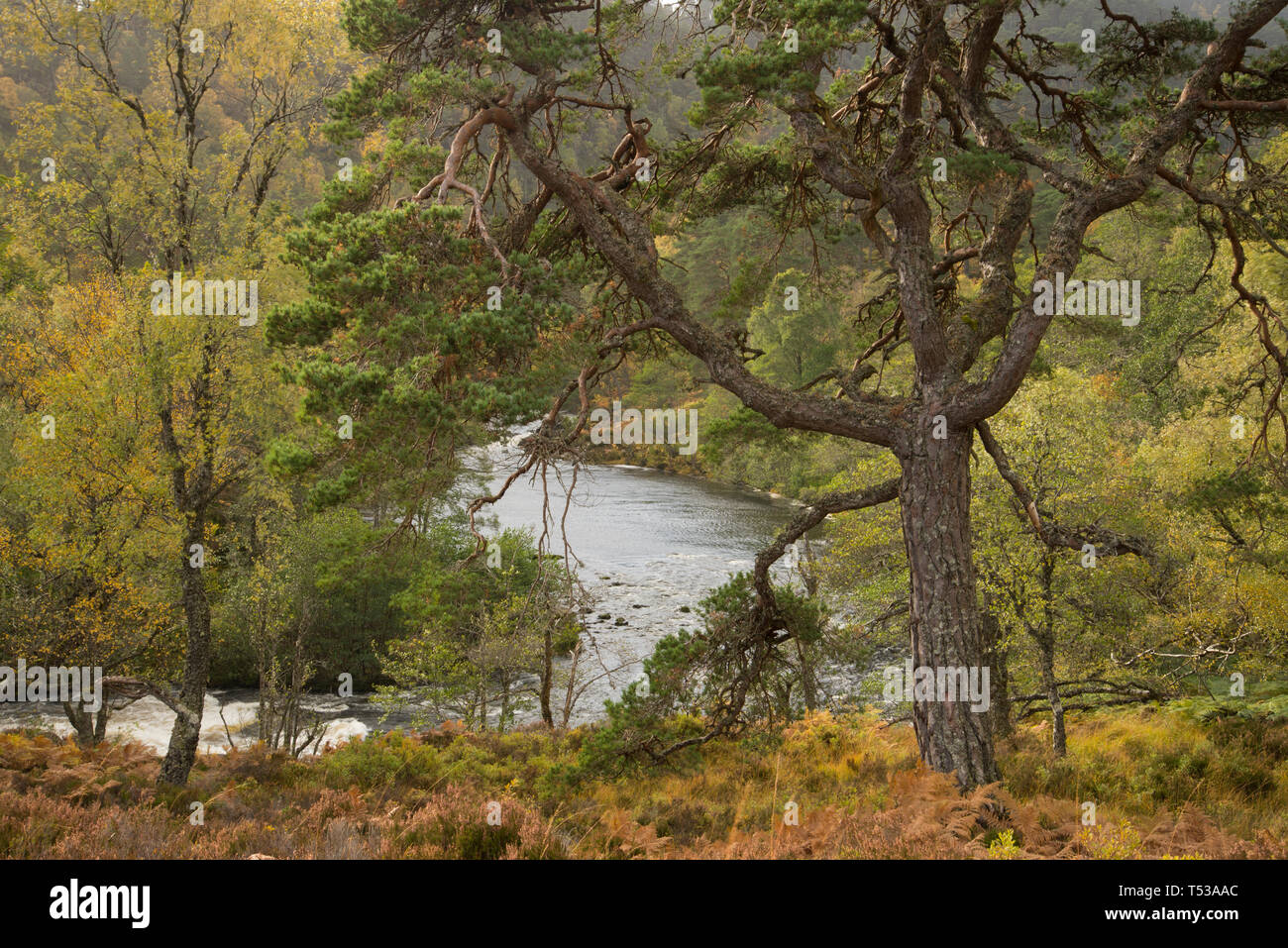 Scots Pine (Pinus sylvestris) in native Caledonian forest, Glen ...