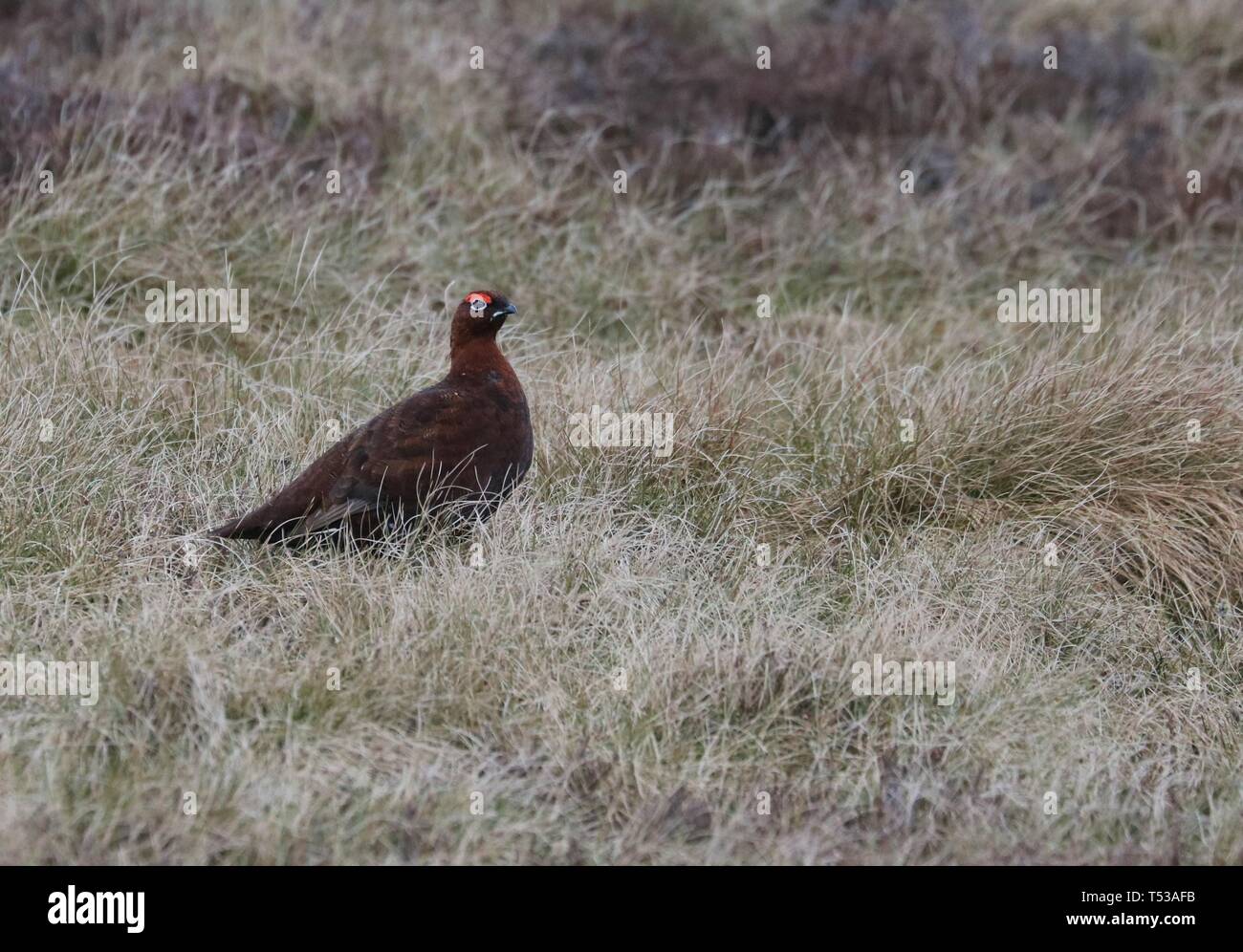 Ravenseat hi-res stock photography and images - Alamy
