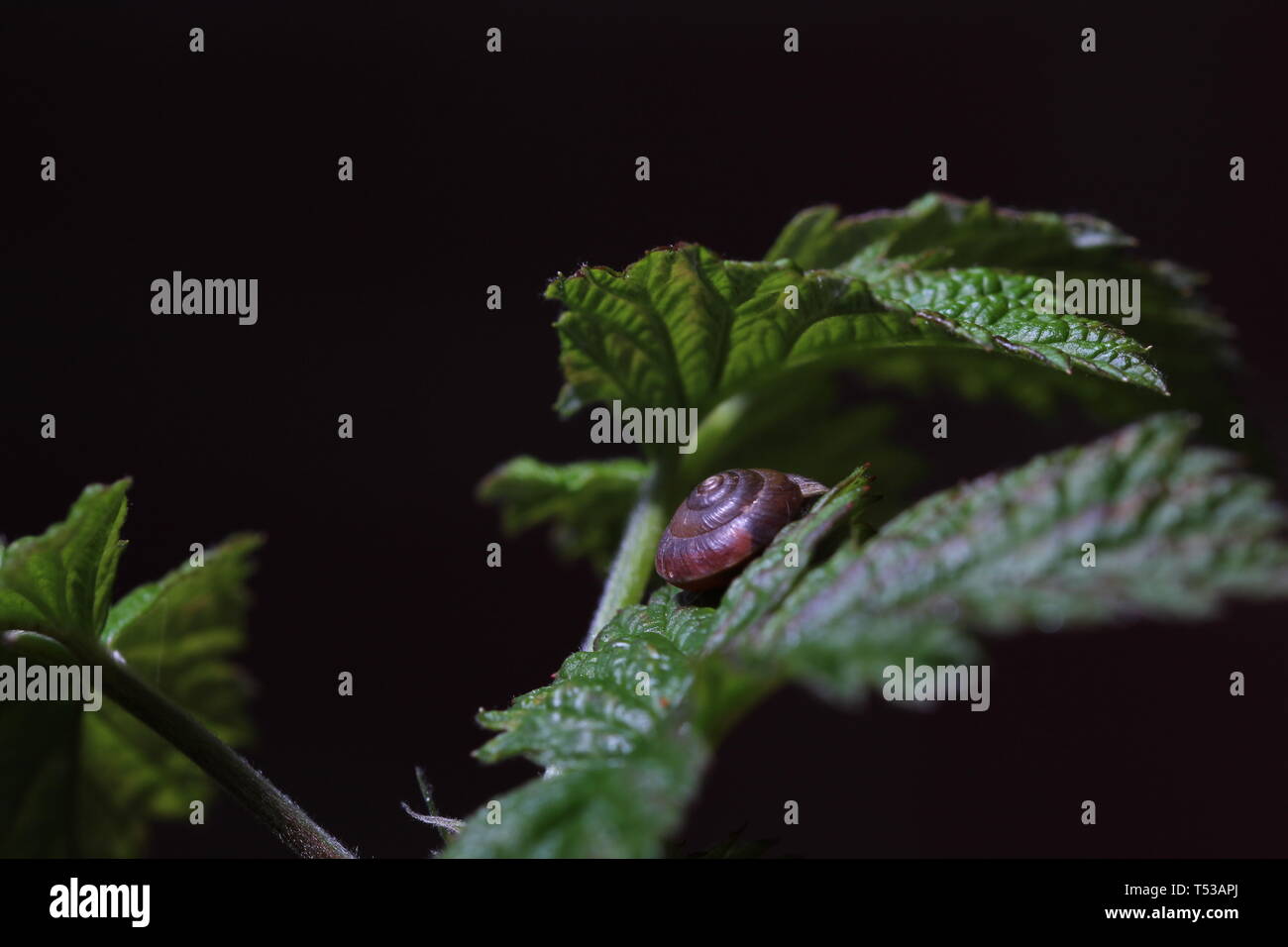 Snail leaf hi-res stock photography and images - Alamy