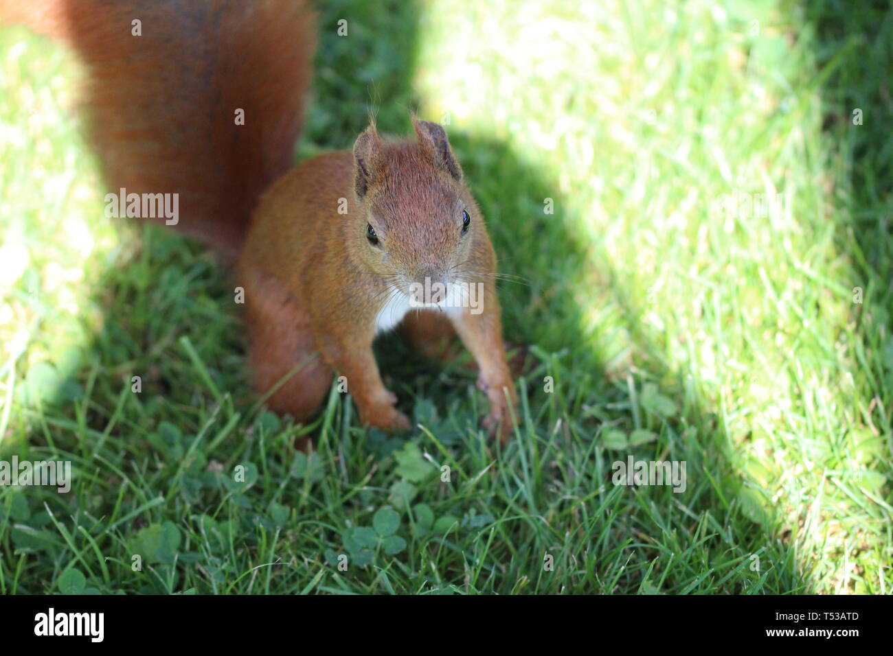 Red squirrel looking into the camera Stock Photo - Alamy