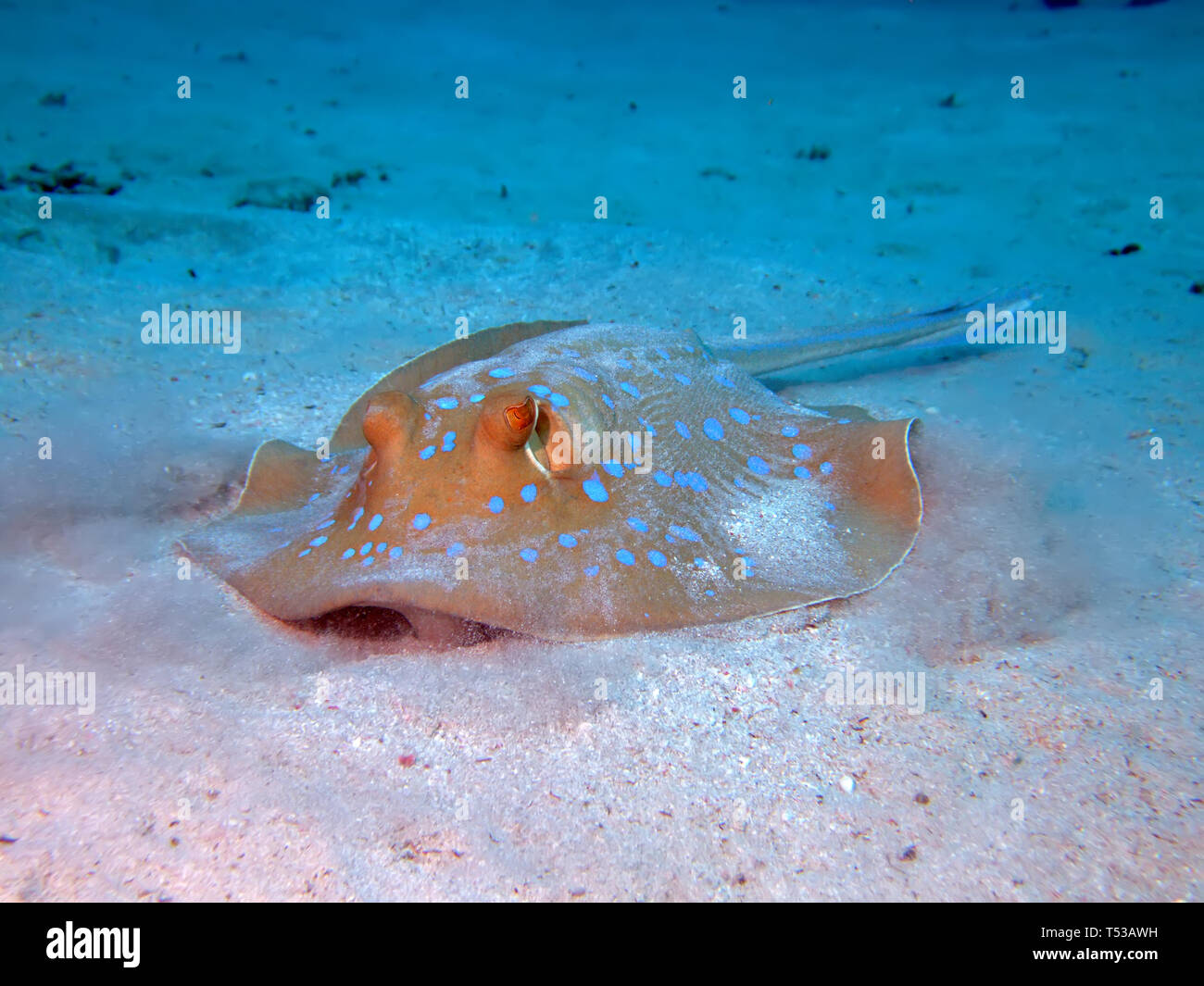 Bluespotted stingray (taeniura lymma). Taking in Red Sea, Egypt Stock ...