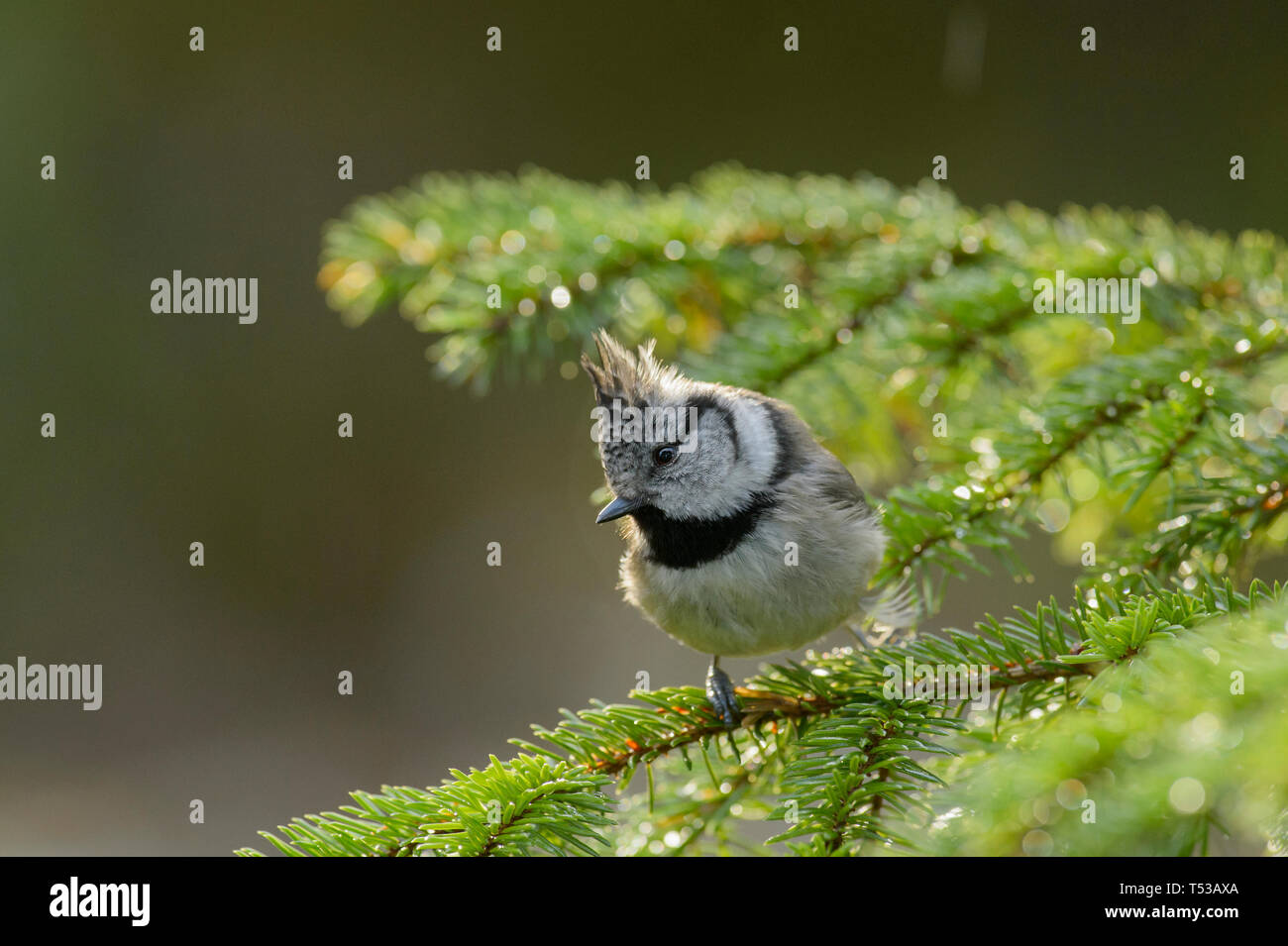 Crested tit (Lophophanes cristatus). Black Isle, Scotland. November ...
