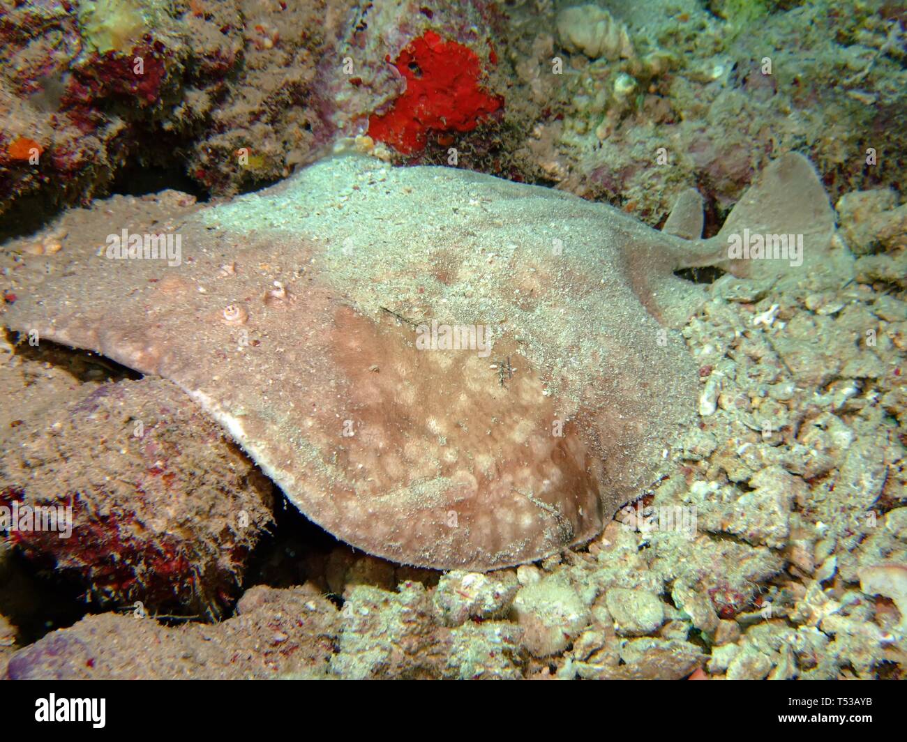 Leopard torpedo ray hi-res stock photography and images - Alamy