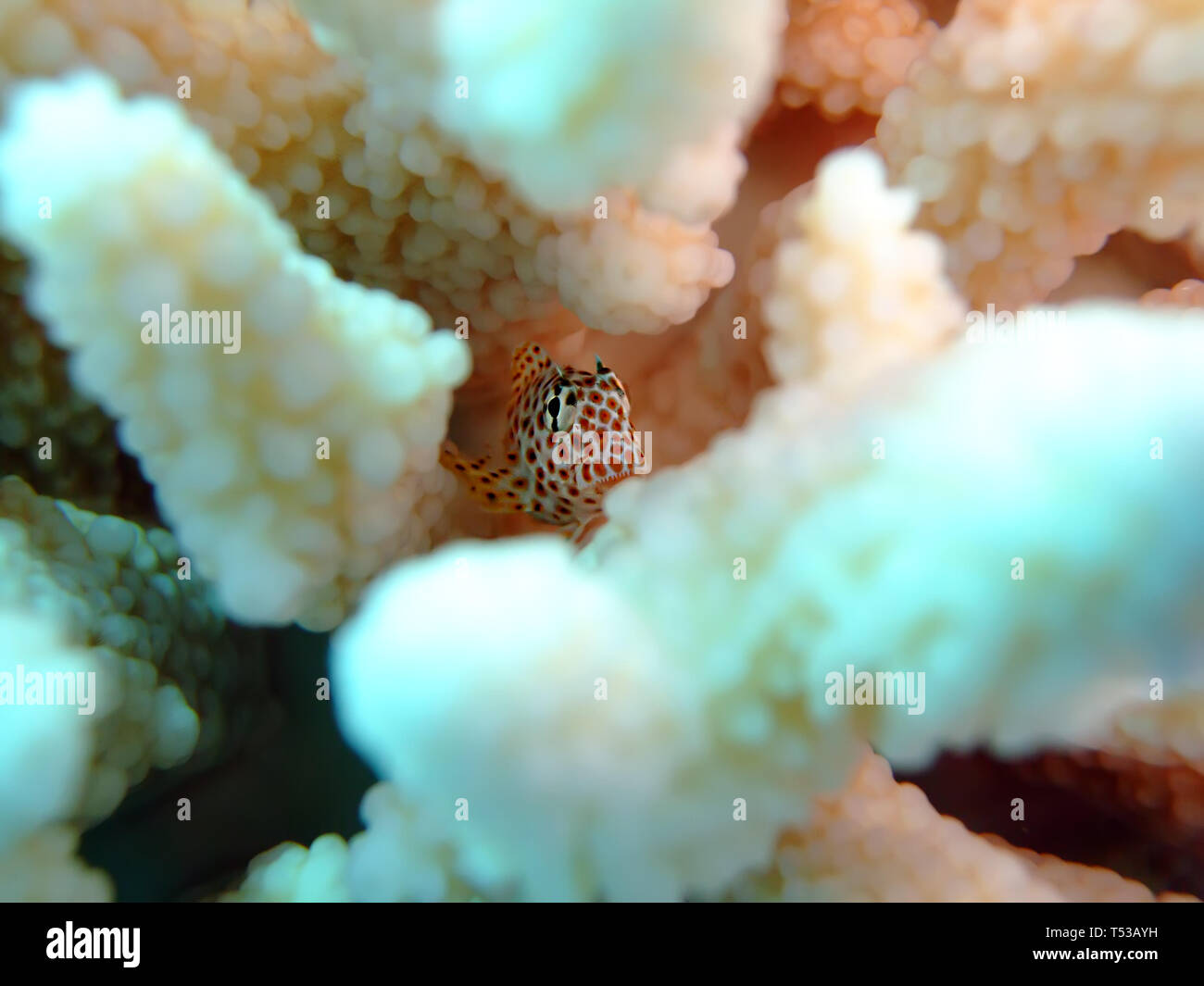 Leopard blenny (Exallias brevis) Taken in Red Sea, Egypt Stock Photo ...