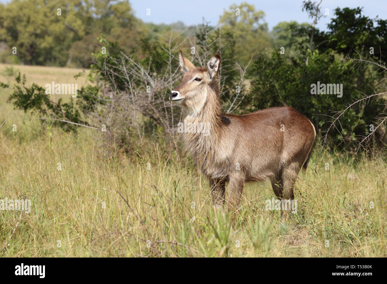 Wasserbock / Waterbuck / Kobus ellipsiprymnus Stock Photo - Alamy