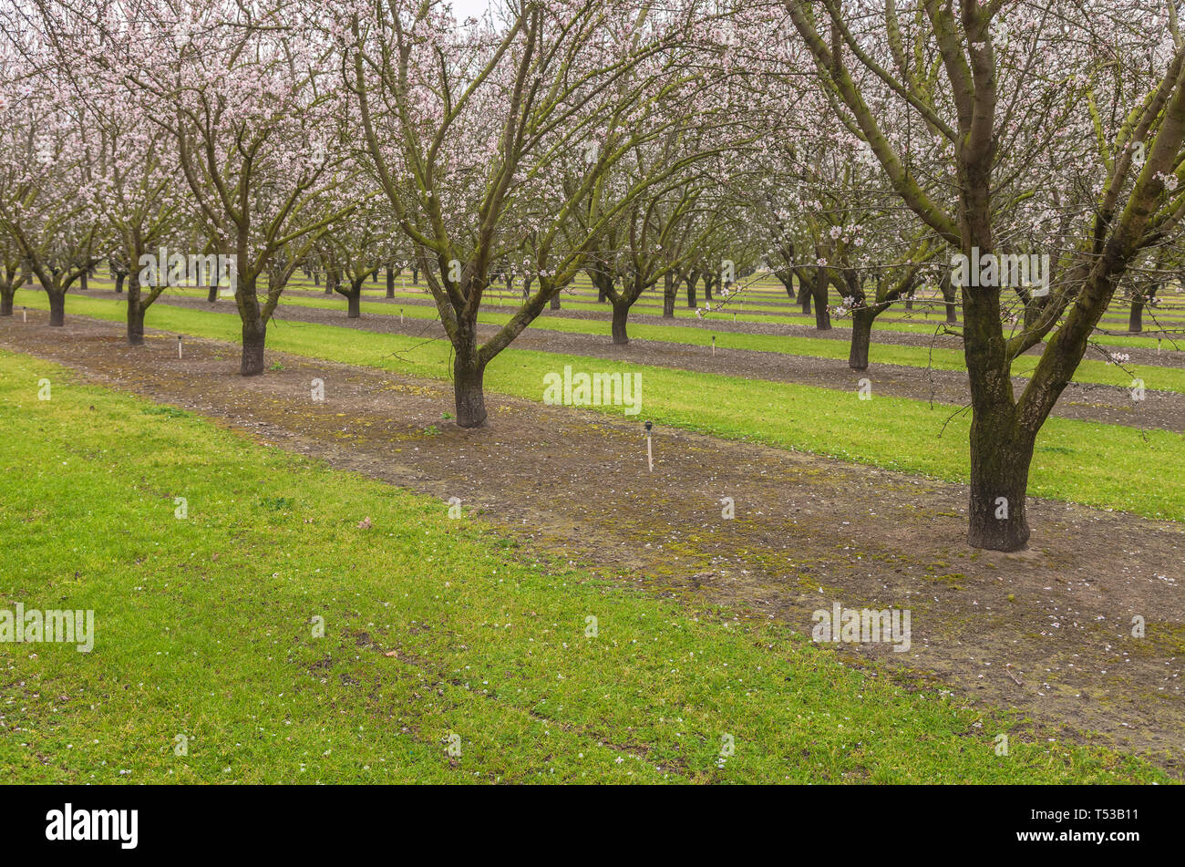 Field of almond trees bloom at early spring in Manteca, California ...