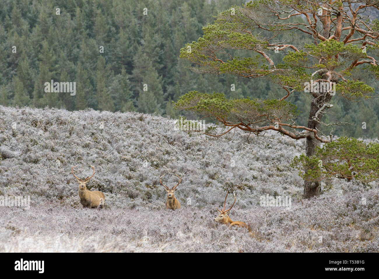Regenerating woodland hi-res stock photography and images - Alamy
