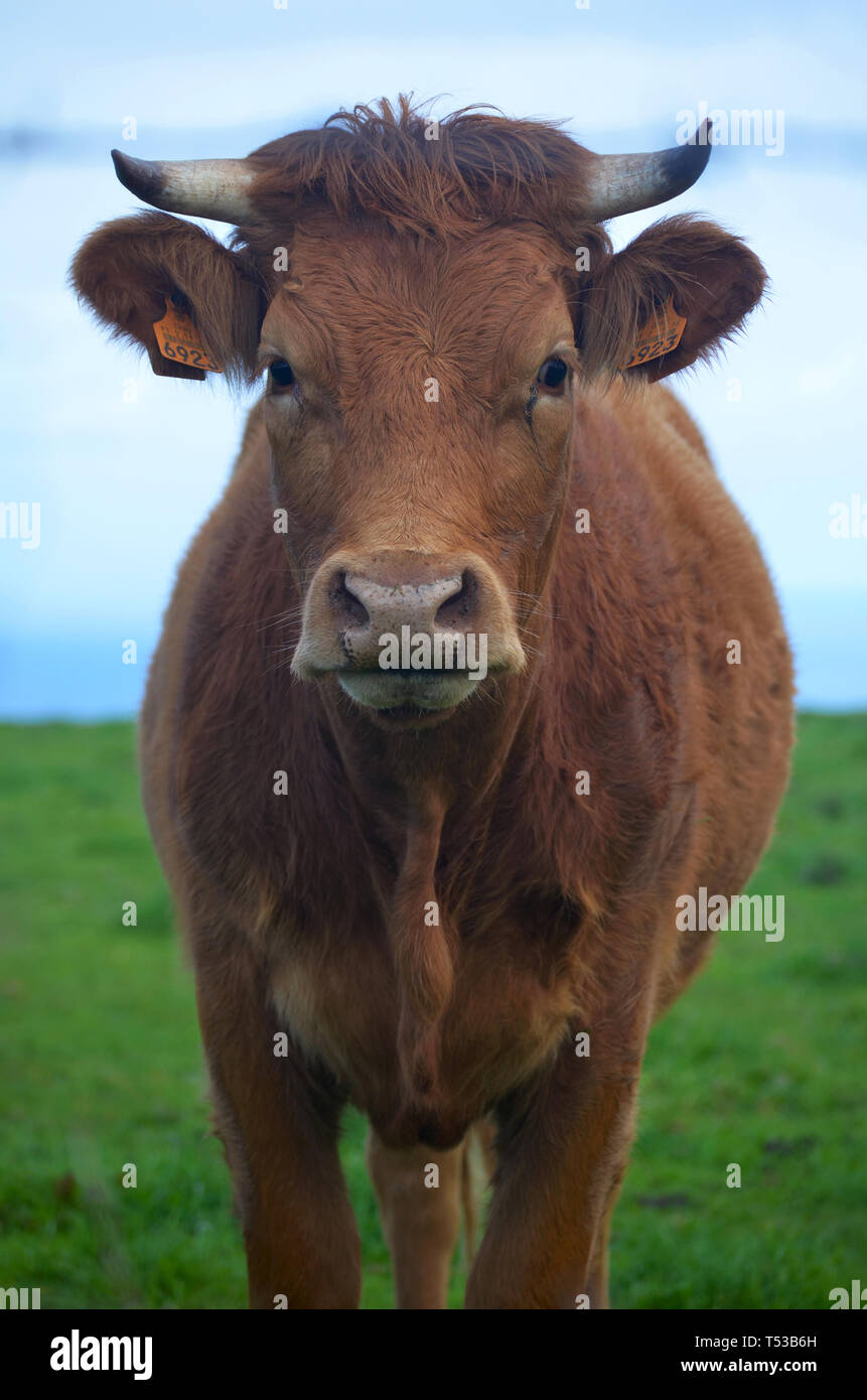 Cattle in Santa Maria island, Azores archipelago, the basis of the ...