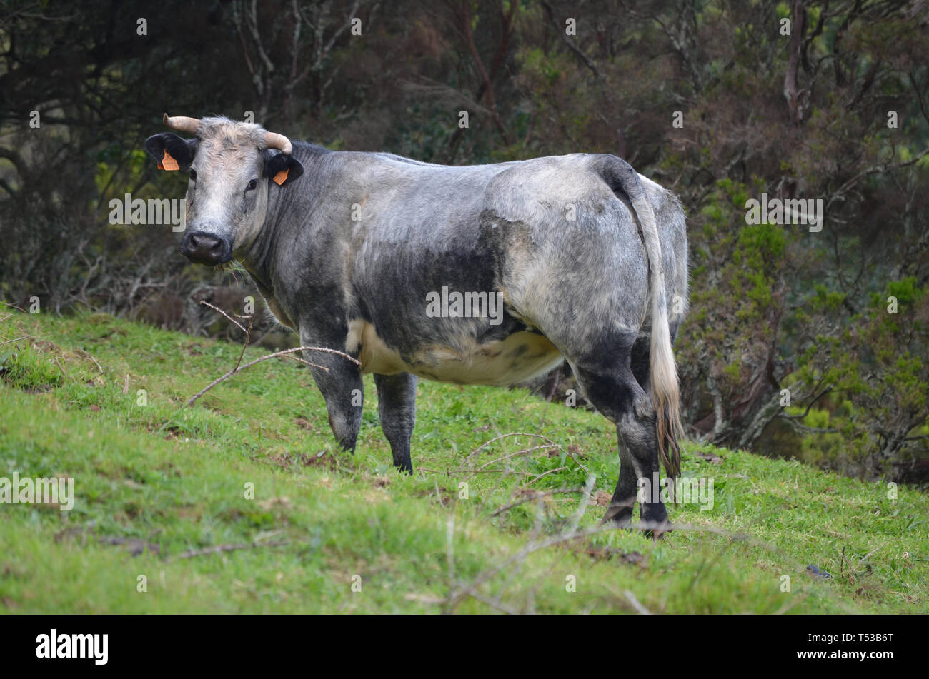Cattle in Santa Maria island, Azores archipelago, the basis of the ...