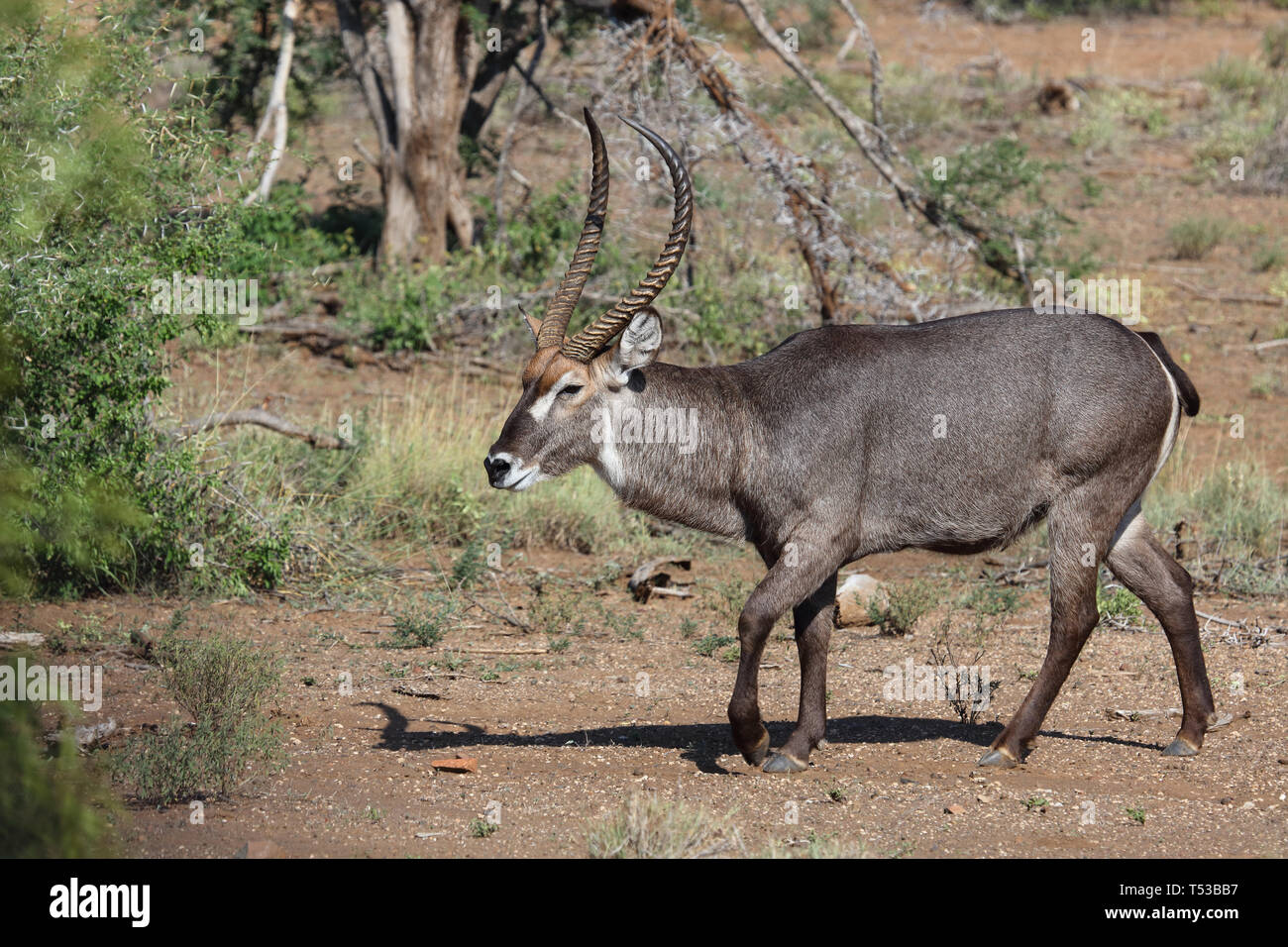 Wasserbock / Waterbuck / Kobus ellipsiprymnus Stock Photo - Alamy