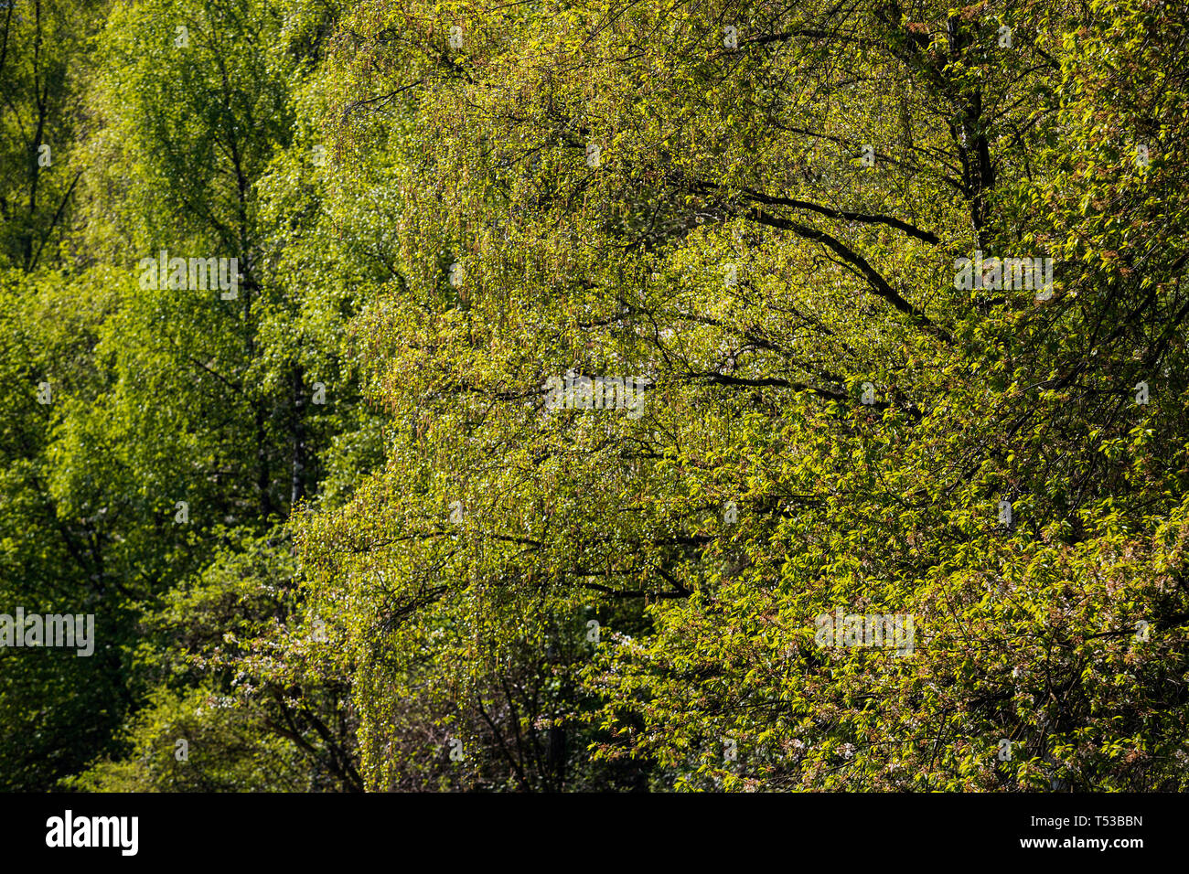 Spring foliage, deciduous forest, Germany Stock Photo - Alamy
