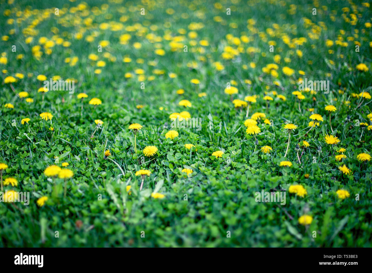 Close up of green field with yellow dandelions and small white flowers ...