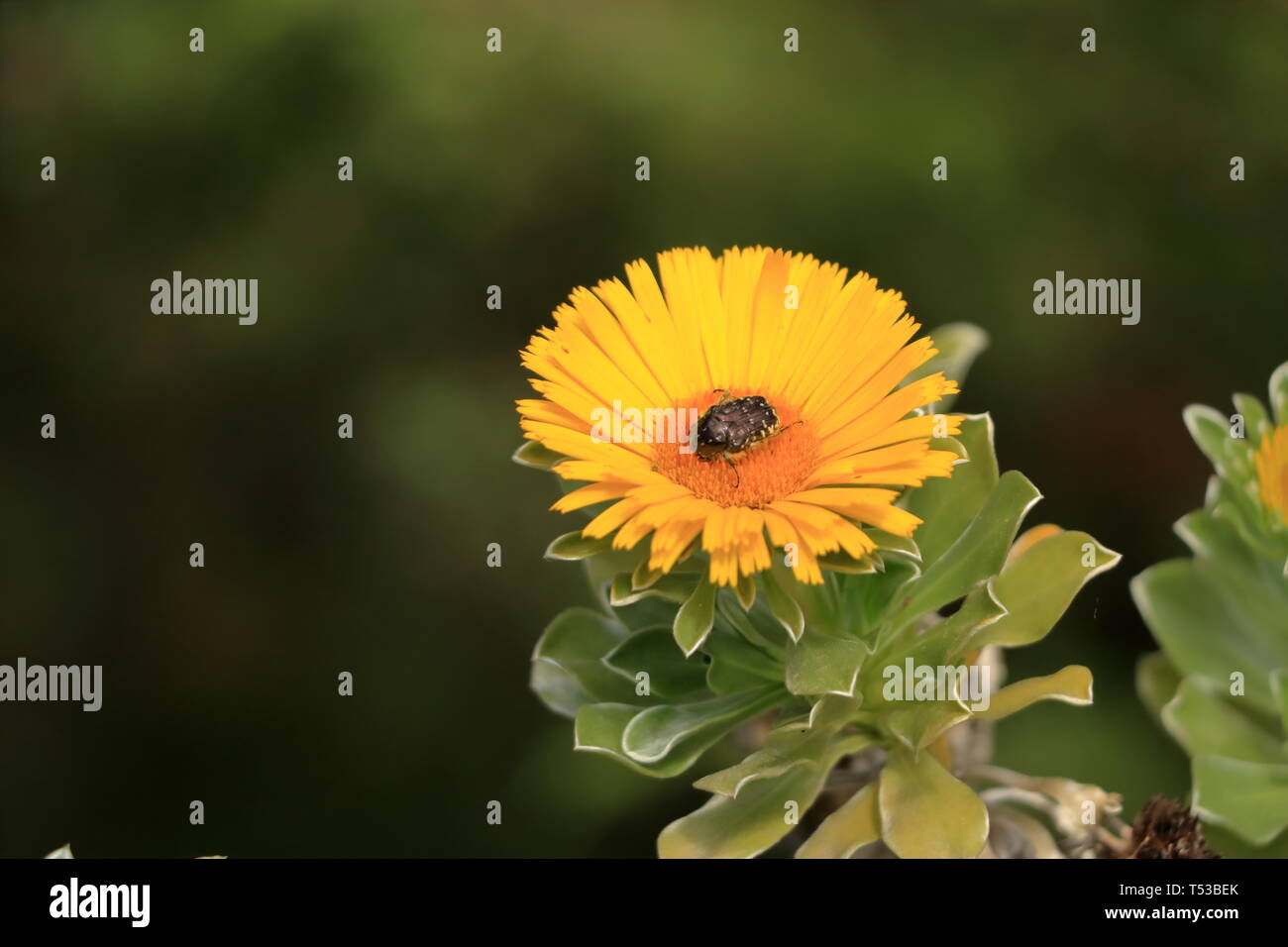 flowering Asteriscus sericeus a natural floral background Stock Photo ...