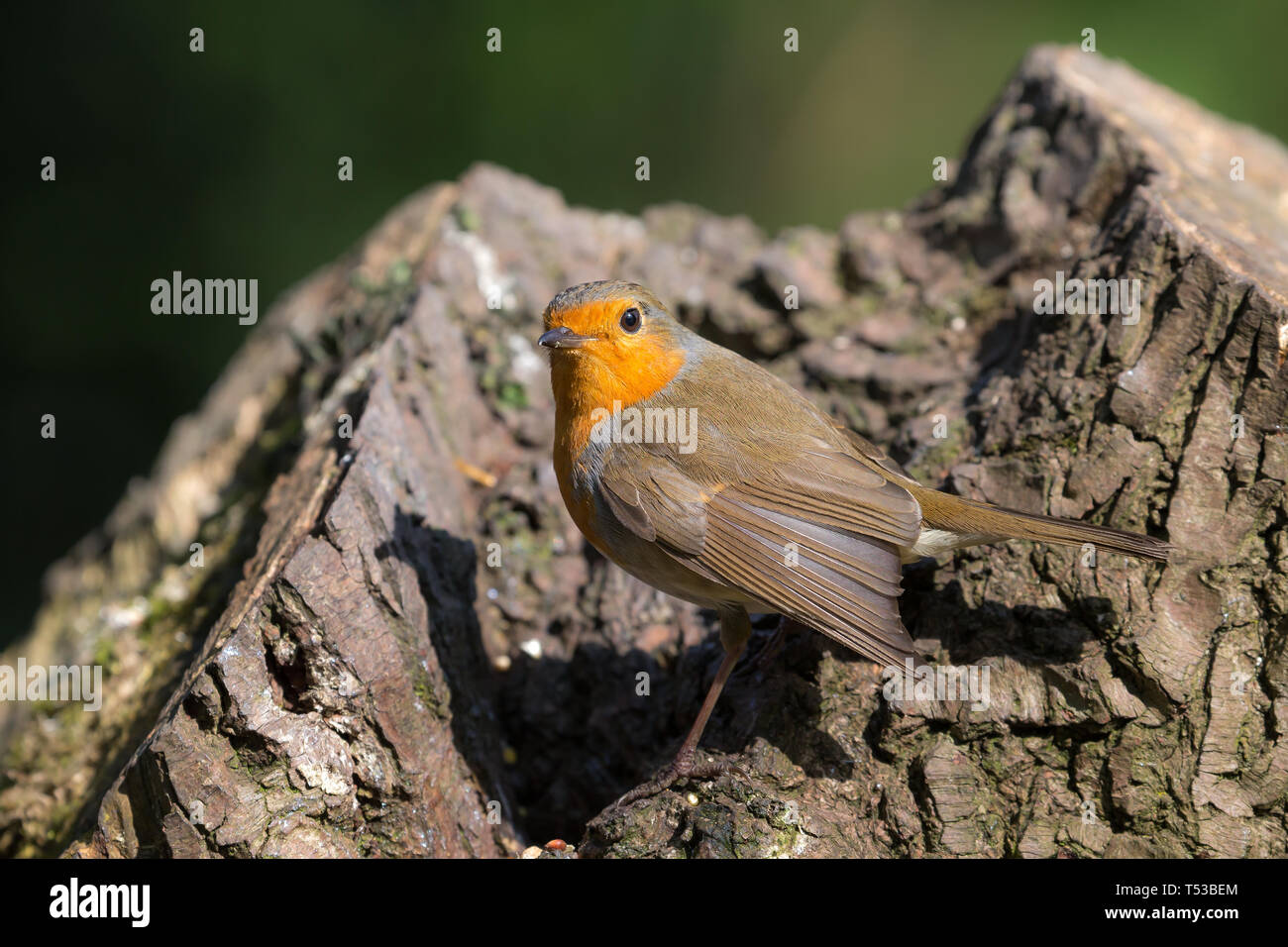 Robin in detail hi-res stock photography and images - Alamy
