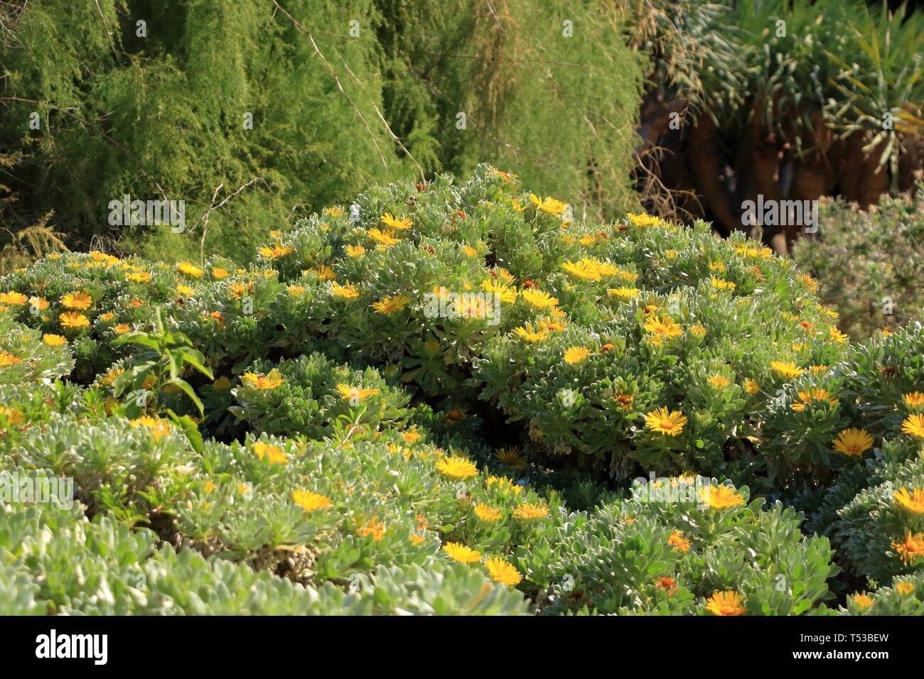 flowering Asteriscus sericeus a natural floral background Stock Photo ...