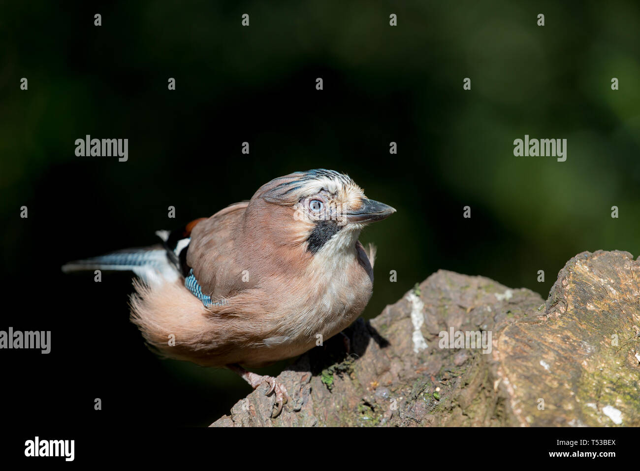 British jays hi-res stock photography and images - Alamy