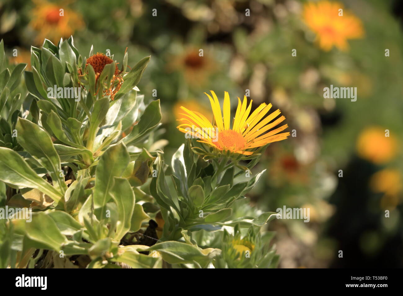 flowering Asteriscus sericeus a natural floral background Stock Photo ...
