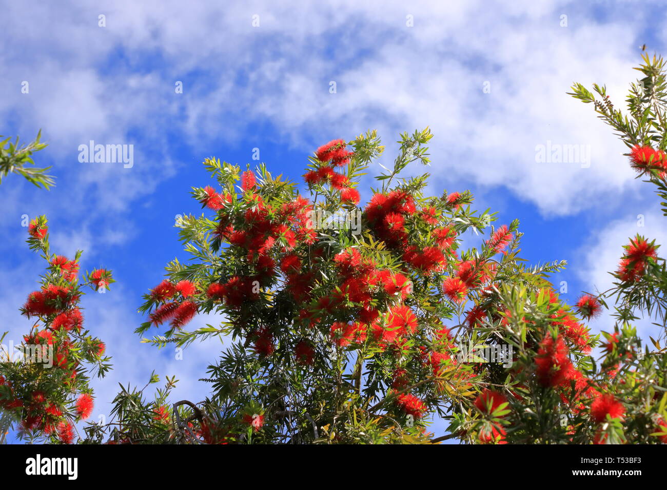 Weeping Bottle Brush flower against the blue sky, Callistemon Viminalis ...