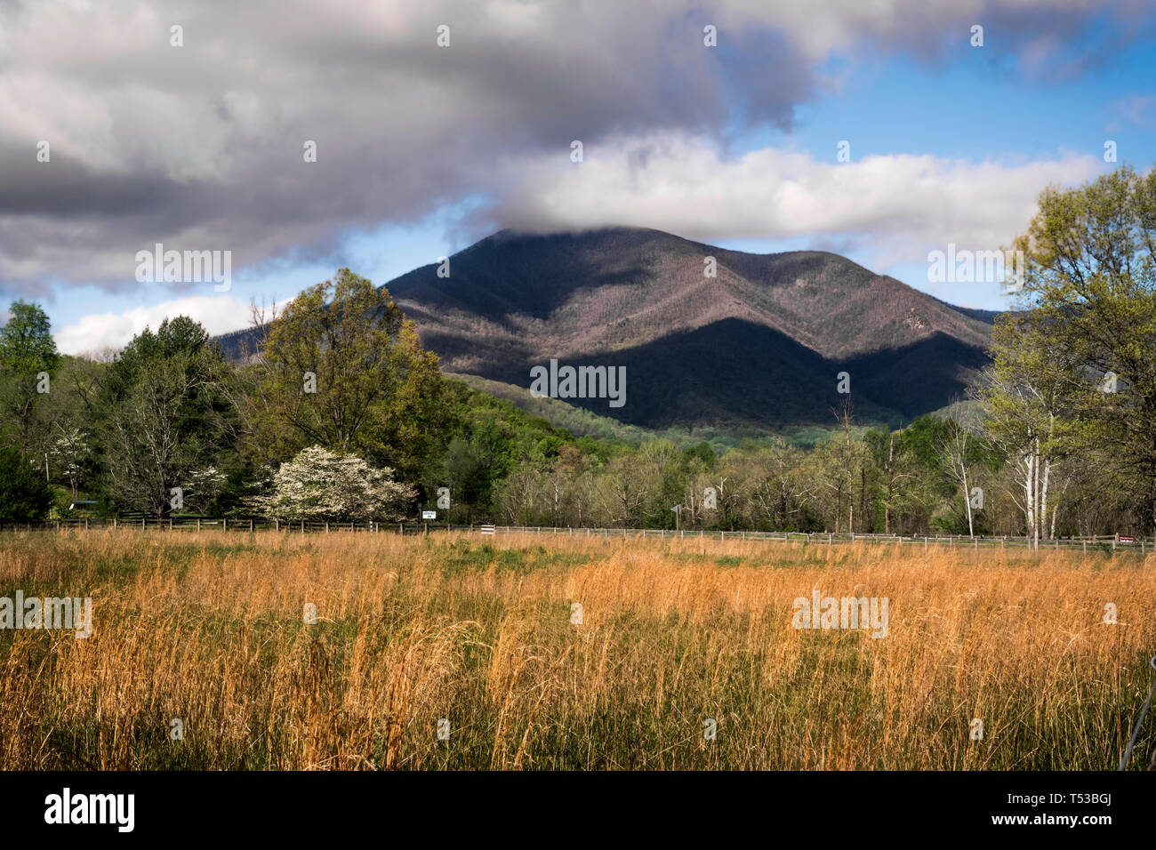 Three Ridges Wilderness Area in Nelson Virginia on Beautiful Spring Day ...