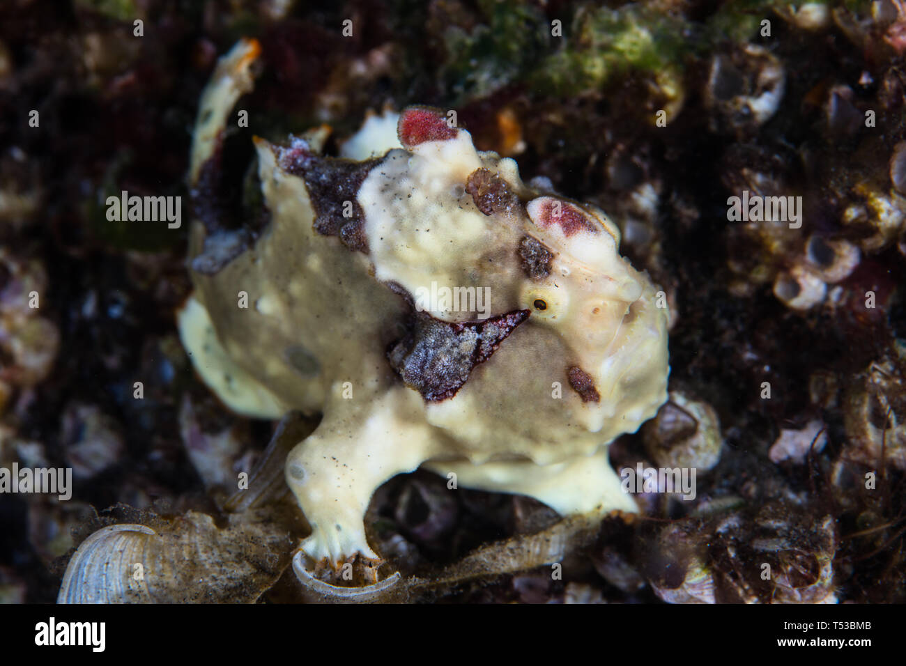 Frogfish komodo hi-res stock photography and images - Alamy