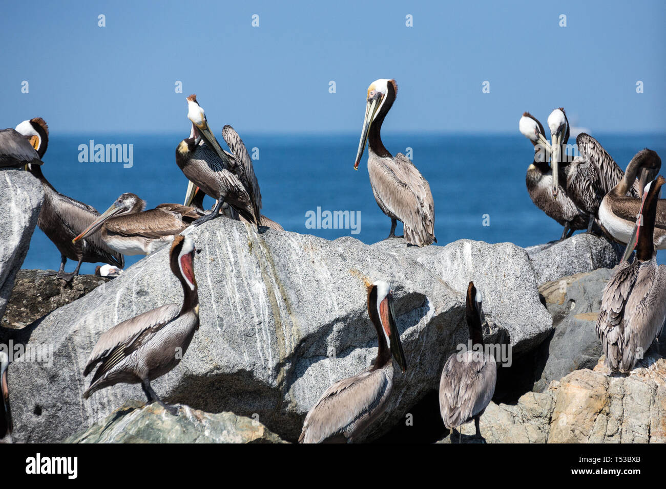 Pelicans roost and nest on rocks around the edge of the bay Stock Photo ...