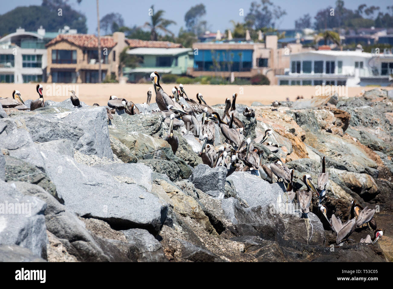 Pelicans roost and nest on rocks around the edge of the bay Stock Photo ...